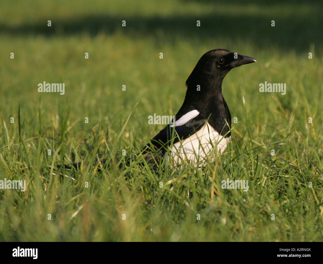 Hidden watching hi-res stock photography and images - Alamy