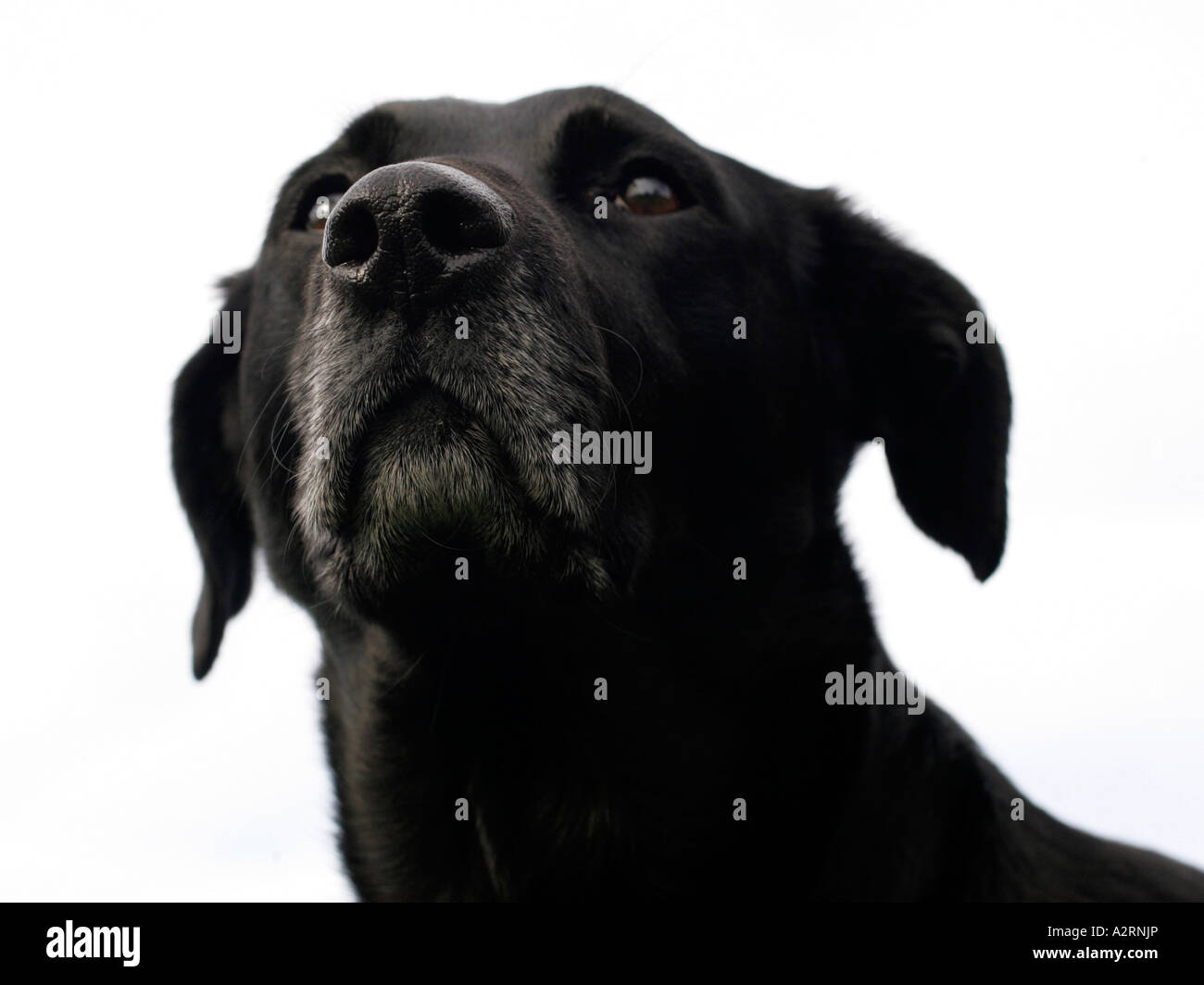 Black labrador retriever cutout hi-res stock photography and images - Alamy