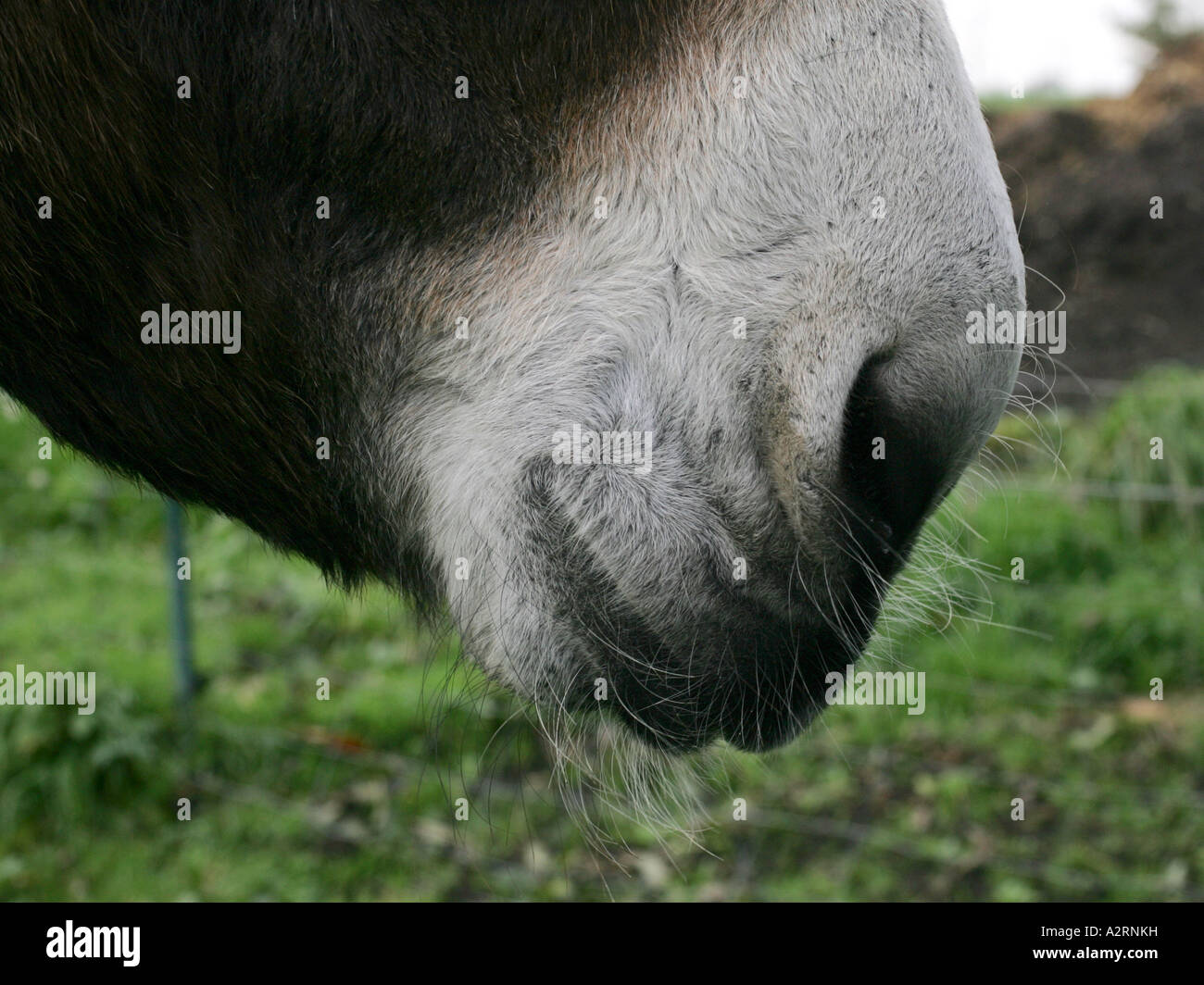 A close-up of a donkey's mouth and nose Stock Photo - Alamy