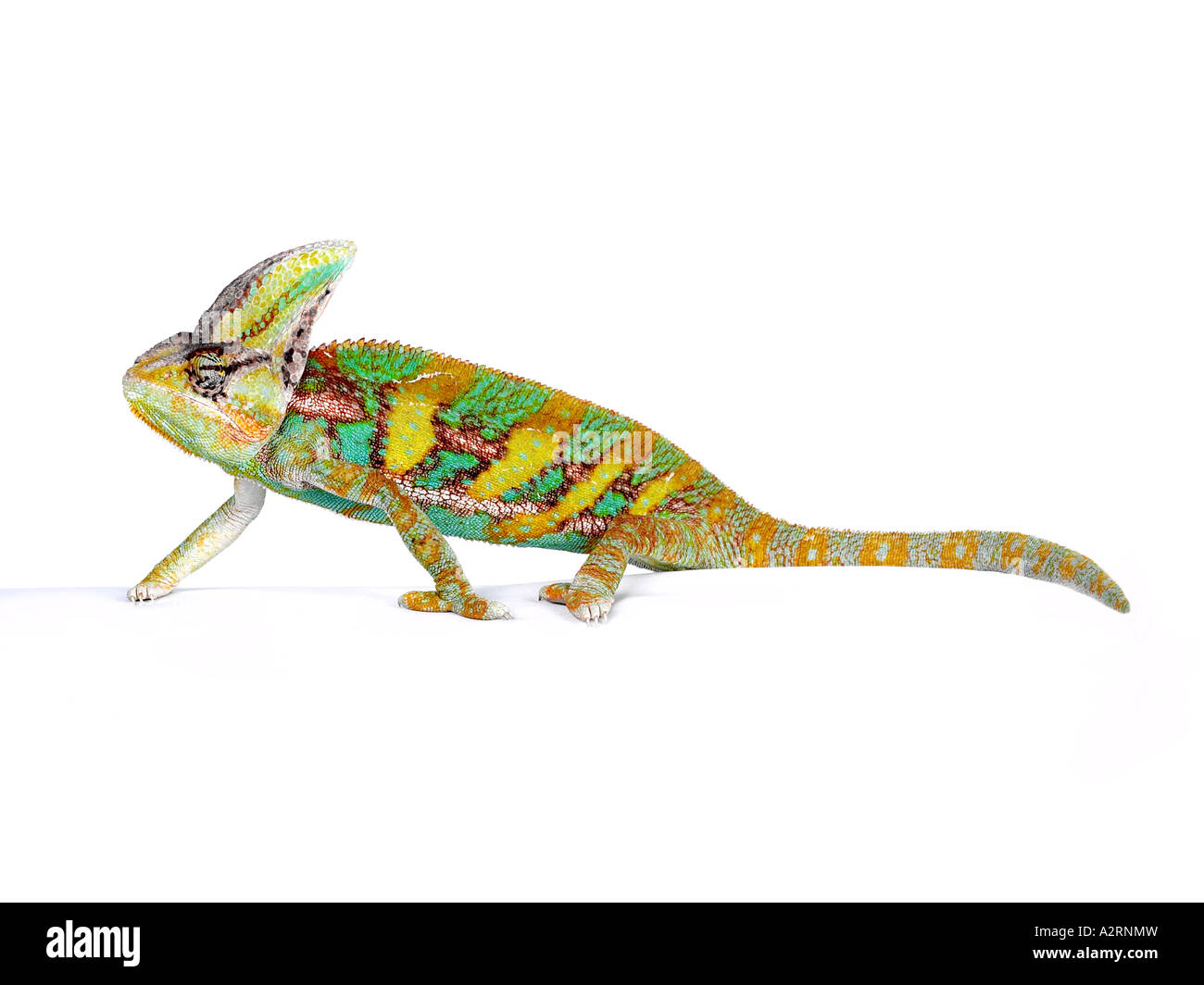 A chameleon walking along Stock Photo - Alamy
