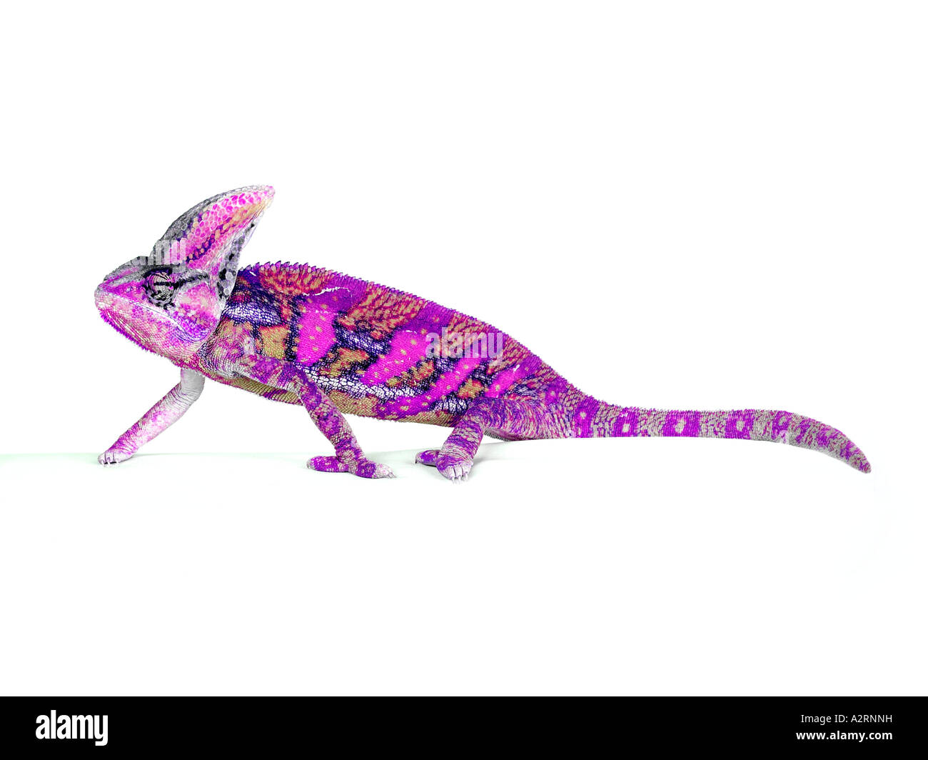 A chameleon walking along Stock Photo - Alamy