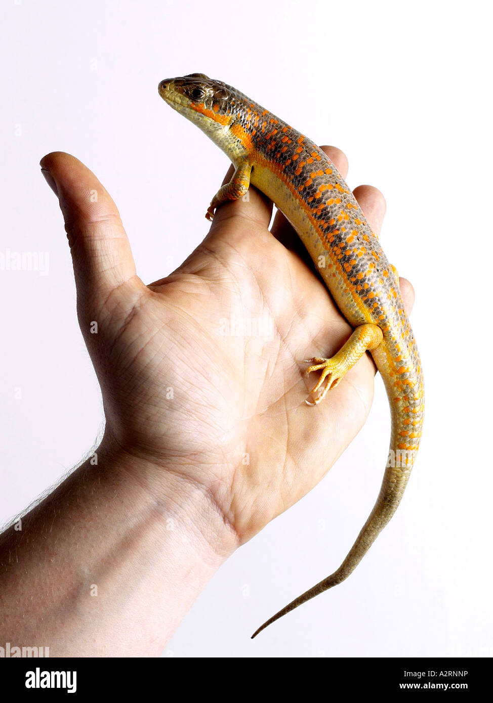A small skink being held in the hand Stock Photo - Alamy