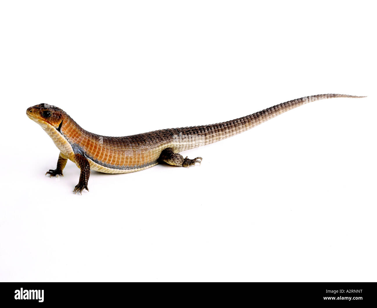 A small skink stretched out Stock Photo - Alamy