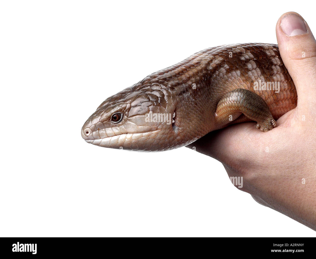 A skink being handled Stock Photo - Alamy