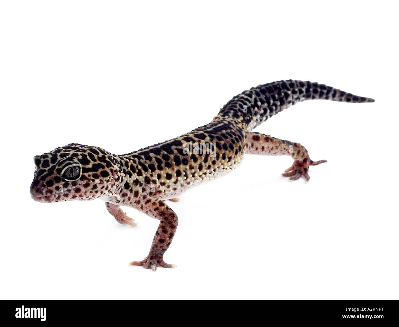 A gecko walking along Stock Photo - Alamy