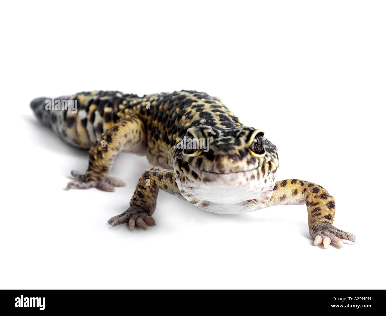 A gecko looking at the camera Stock Photo - Alamy