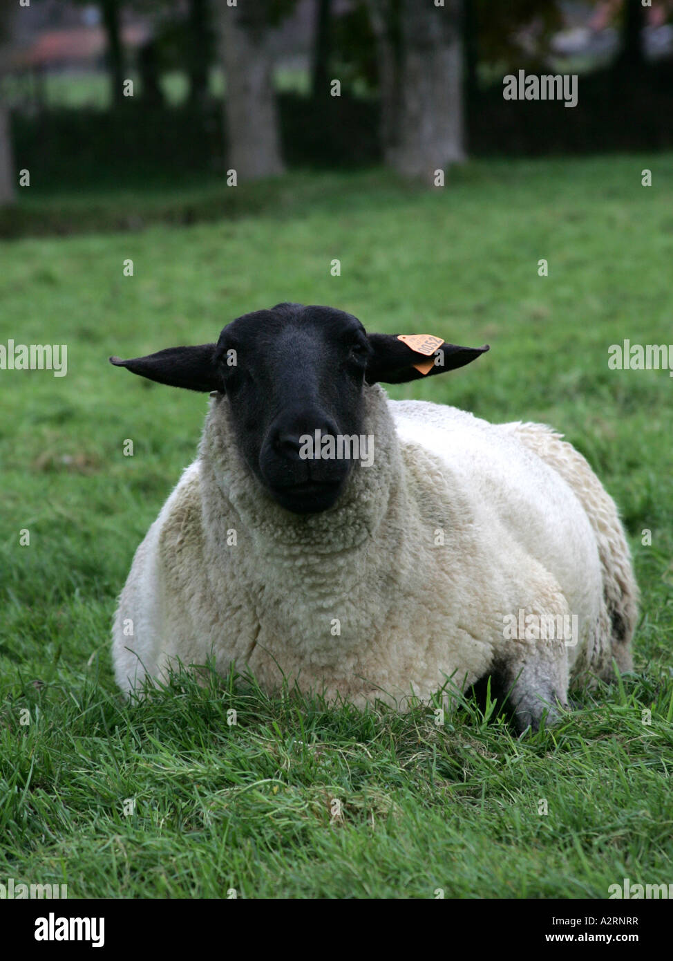 The head of a suffolk sheep Stock Photo - Alamy