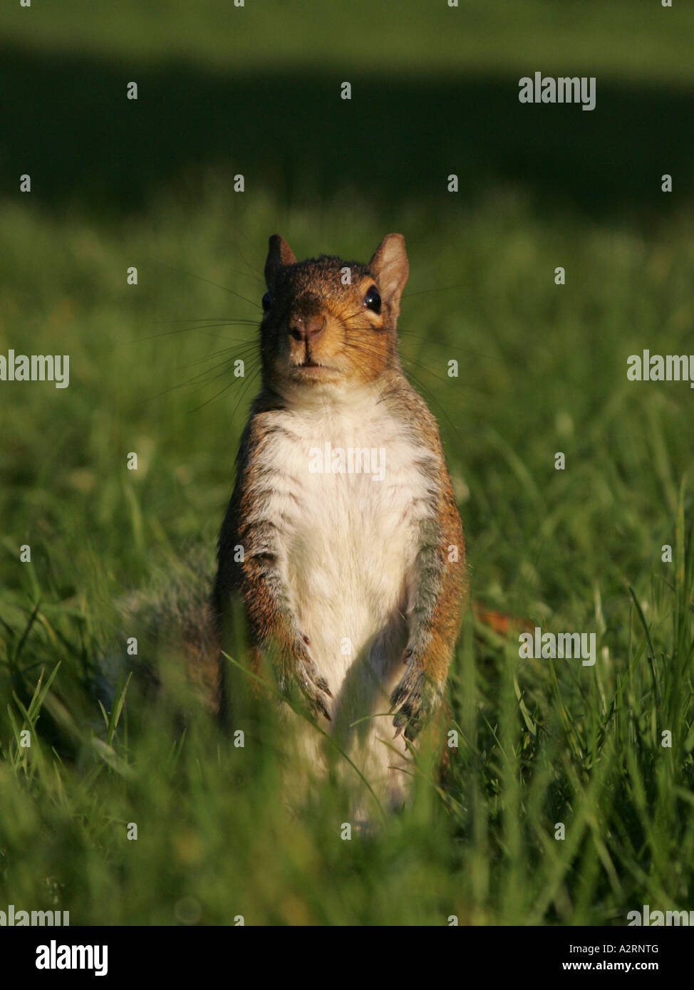 A squirrel standing up in the middle of some grass Stock Photo - Alamy