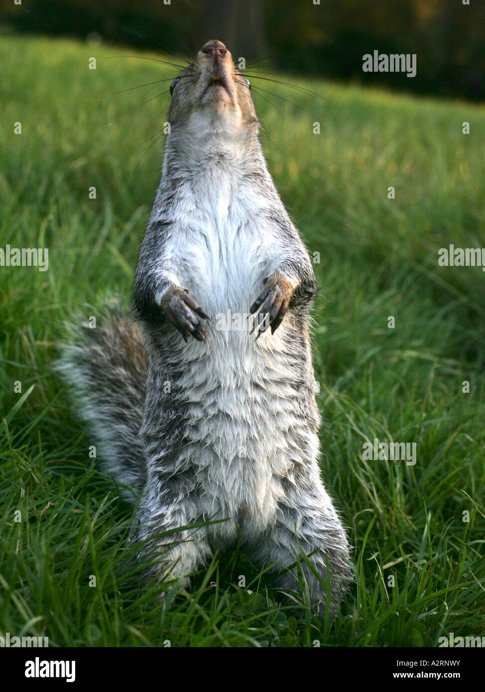 A squirrel reaching up into the air at full stretch Stock Photo - Alamy