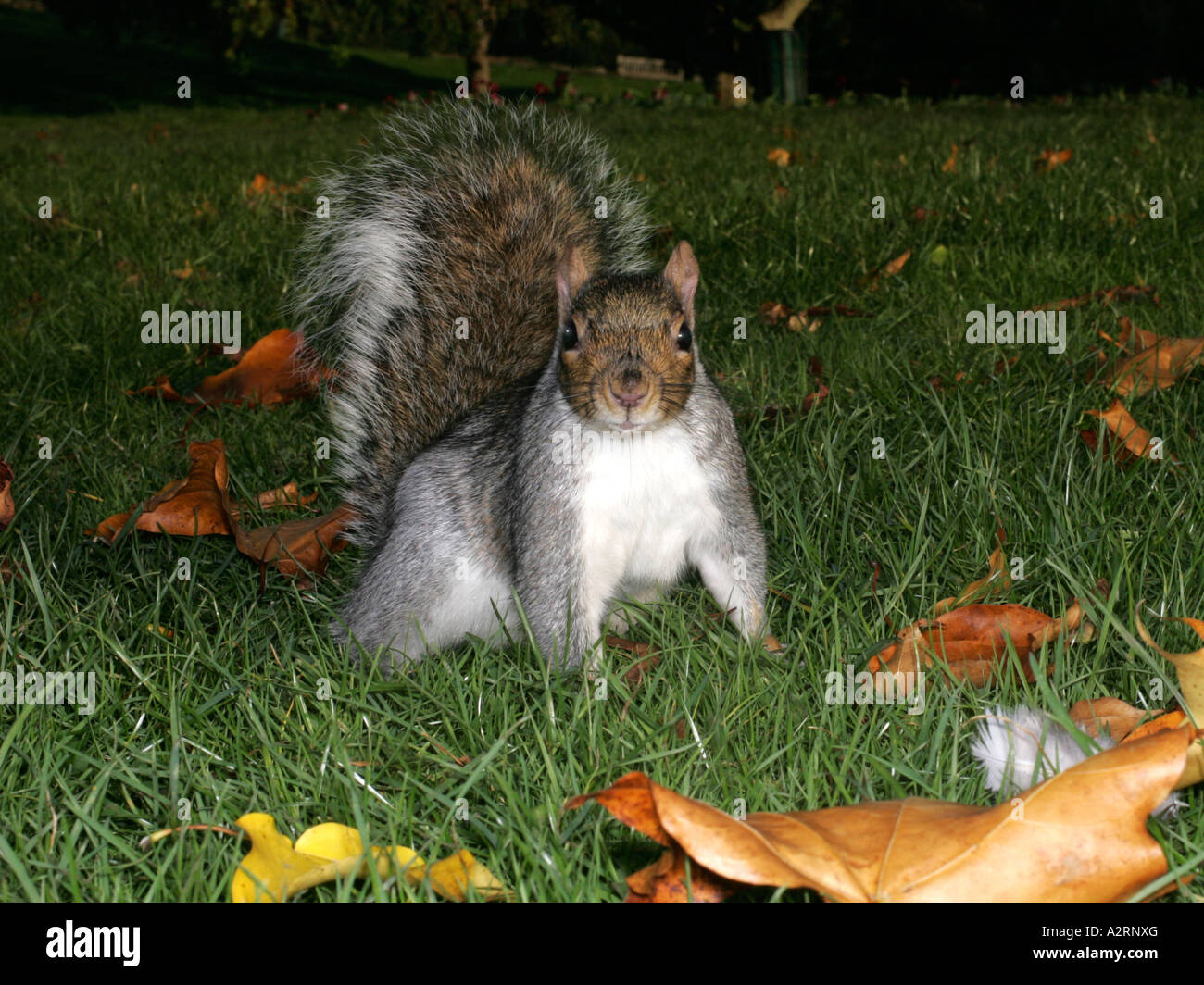 A squirrel looking at the camera Stock Photo - Alamy