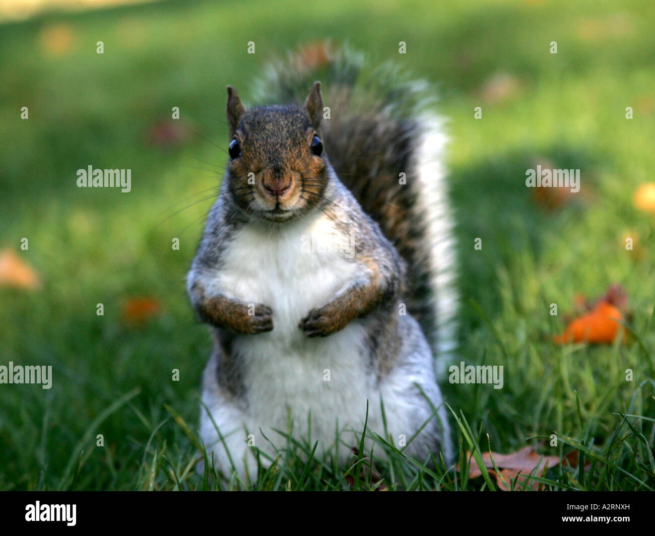 A squirrel looking at the camera Stock Photo - Alamy