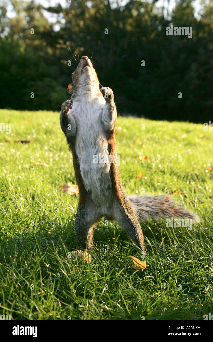 A squirrel reaching up into the air at full stretch Stock Photo - Alamy