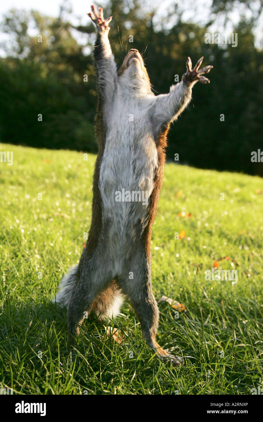 A squirrel reaching up into the air at full stretch Stock Photo - Alamy