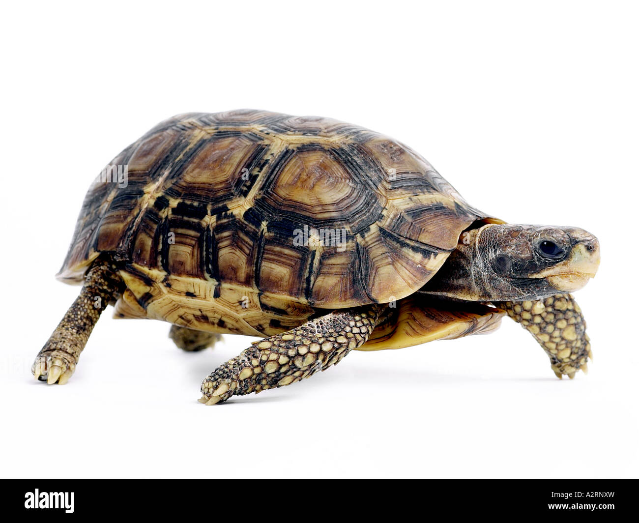 A tortoise walking Stock Photo - Alamy