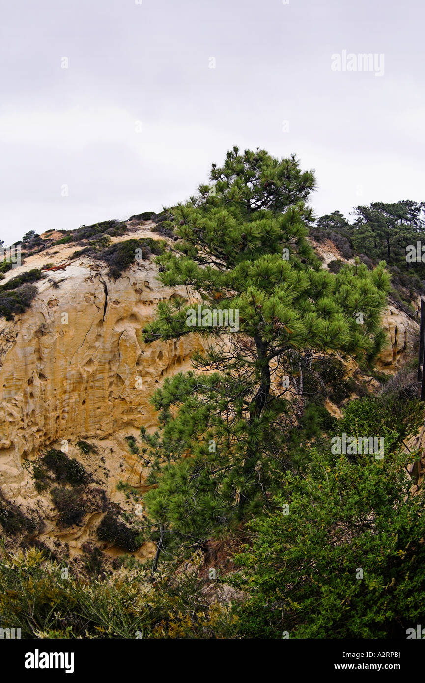 Pinus torreyana hi-res stock photography and images - Alamy