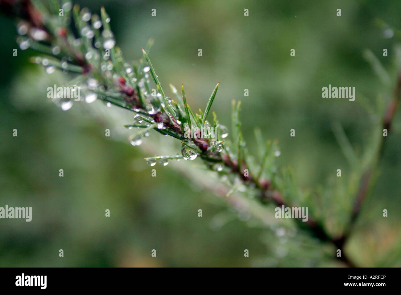 Rain tree branch sapling hi-res stock photography and images - Alamy