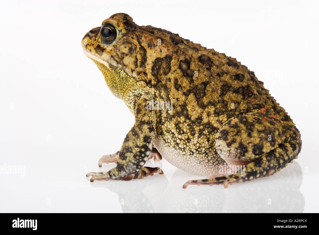 Guttural toad Bufo gutturalis Side view of toad White background Studio ...