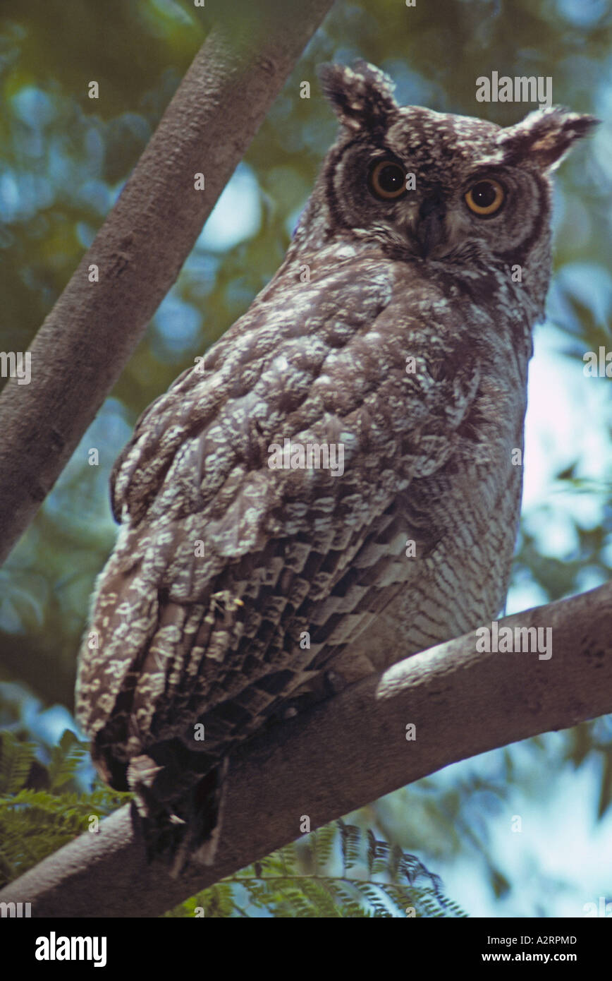 Spotted Eagle Owl Stock Photo - Alamy