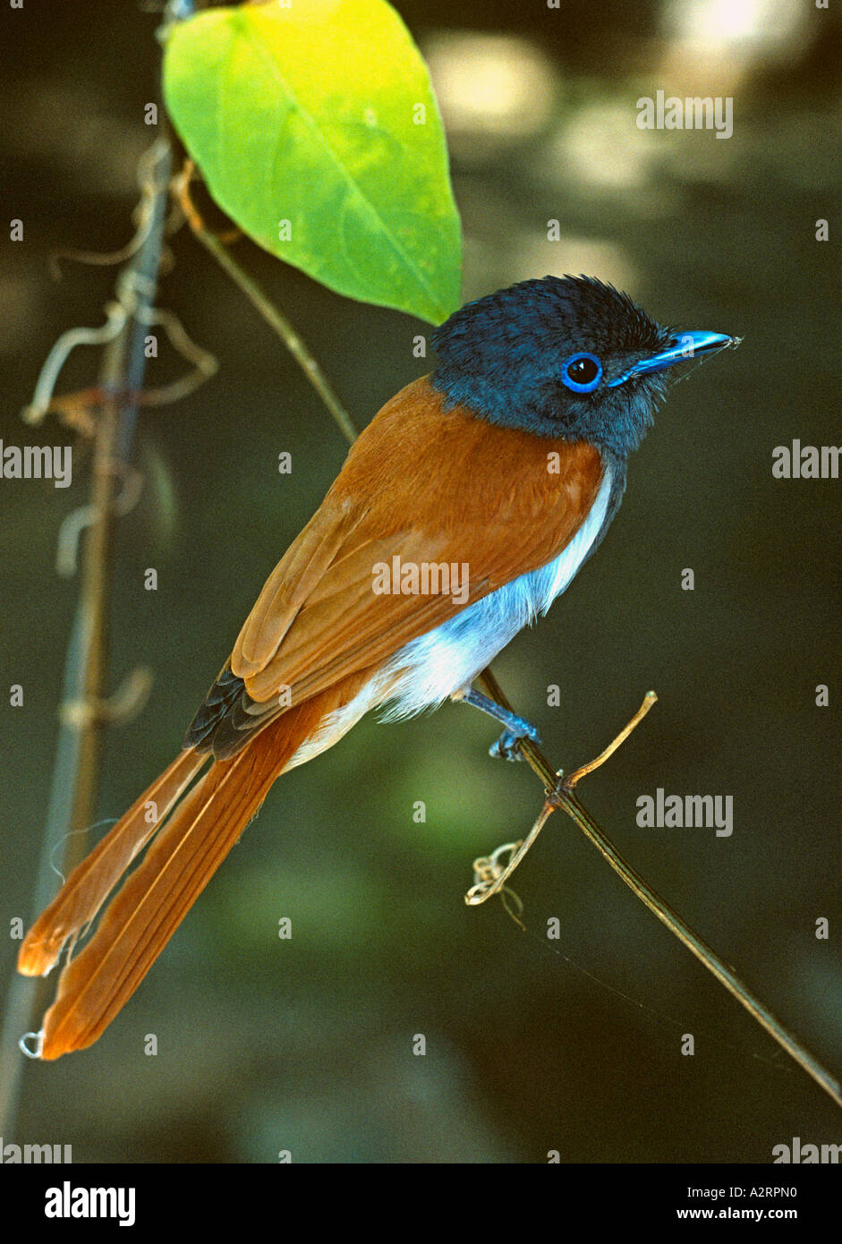 African Paradise Flycatcher Stock Photo - Alamy