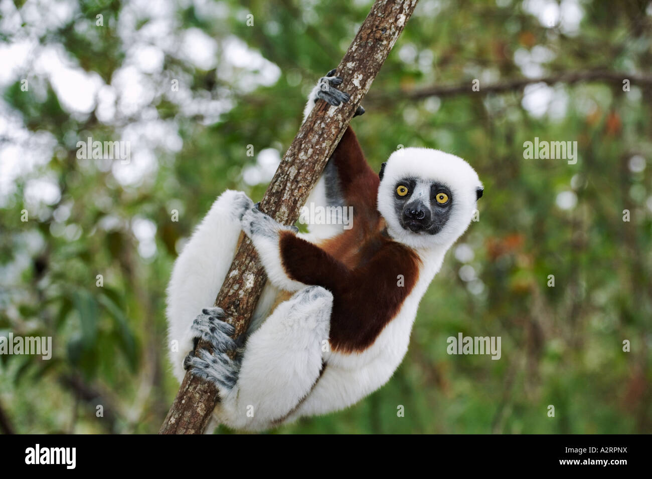 Coquerels sifaka Propithecus verreauxi coquereli Madagascar Stock Photo ...