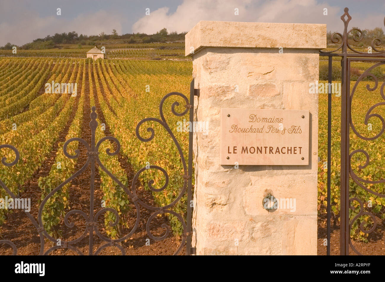 Grand montrachet vineyard hi-res stock photography and images - Alamy