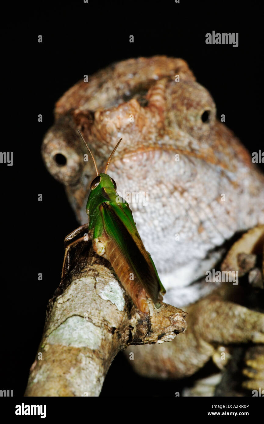 Short horned or Elephant eared Chameleon with prey Calumma brevicornis ...