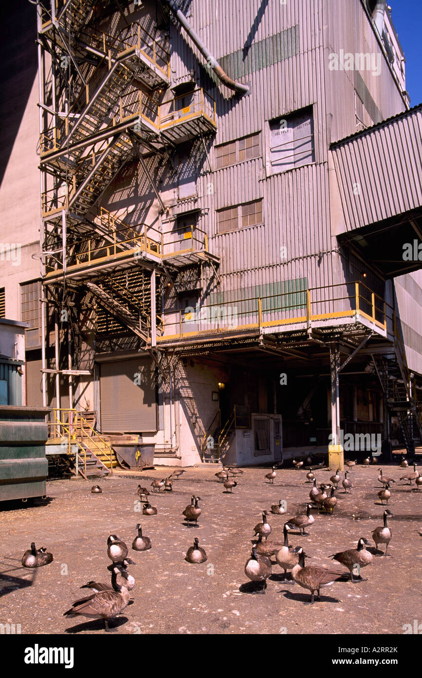 Canada Geese (Branta canadensis) feeding at Grain Elevator along ...