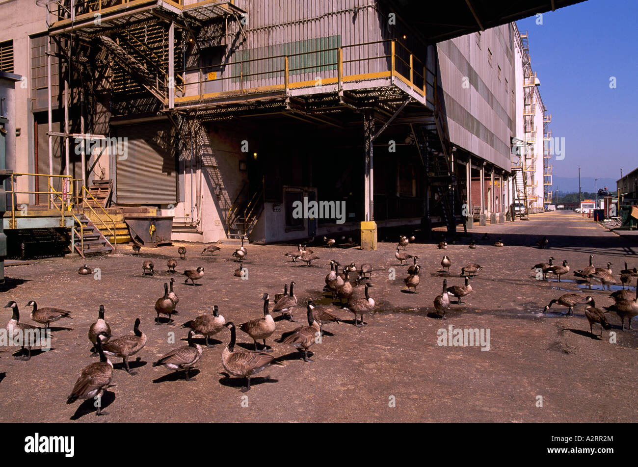 Canada Geese (Branta canadensis) feeding at Grain Elevator along ...