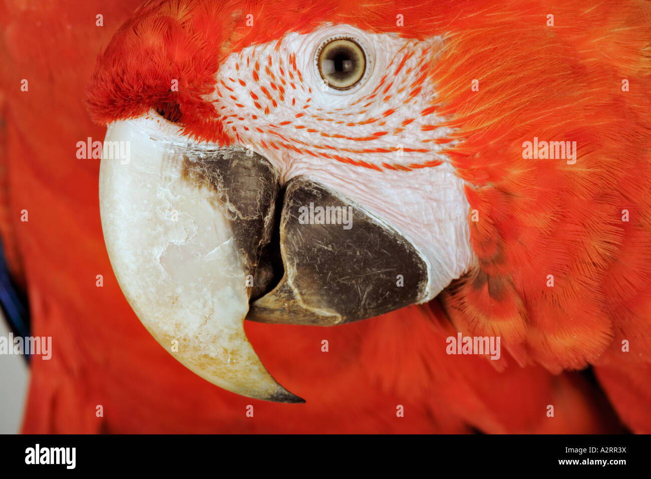 Scarlet macaw Aro macao Close up of face South America Stock Photo - Alamy