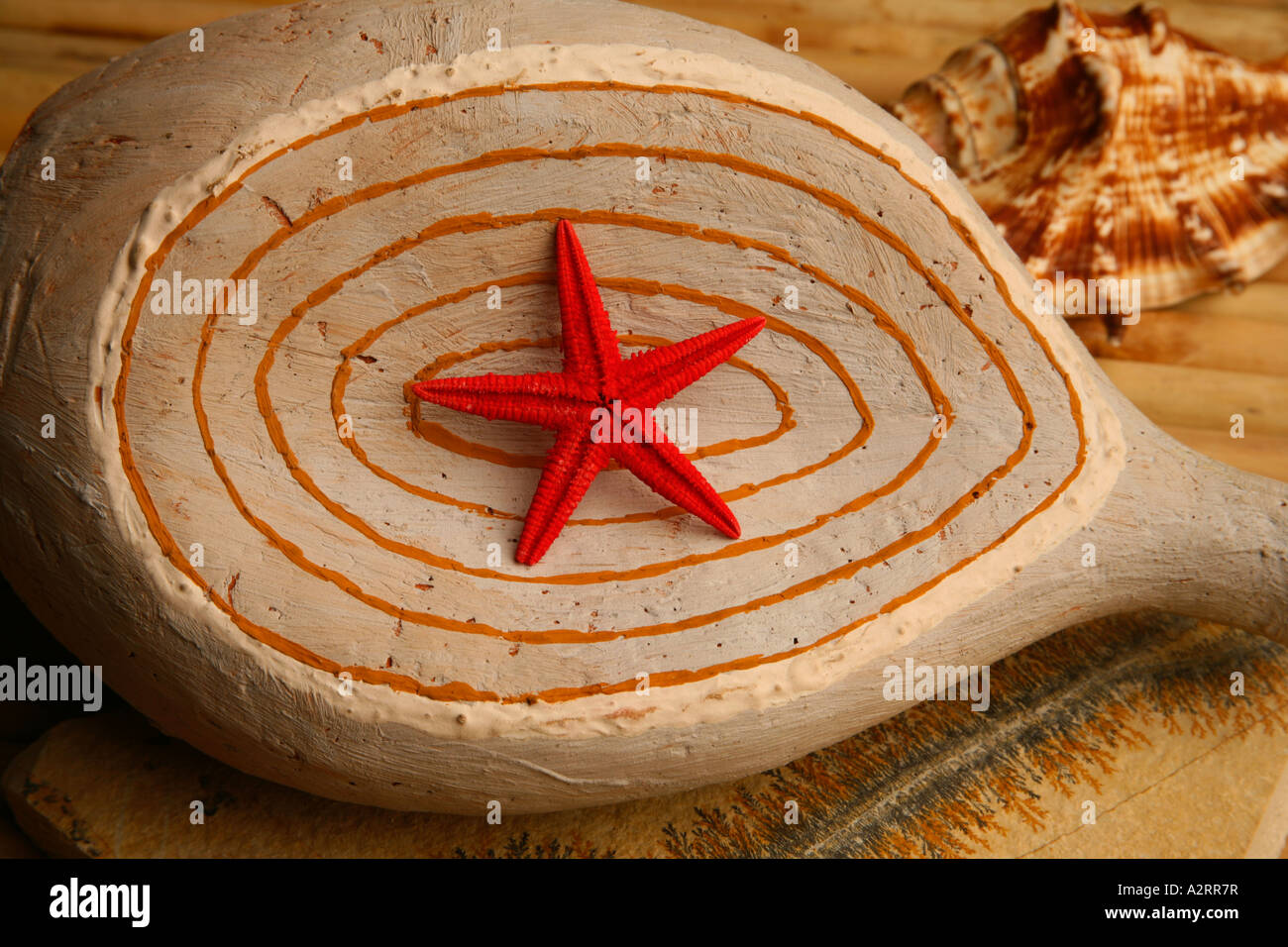 still life about marine elements star fish shell sea in concentric ...