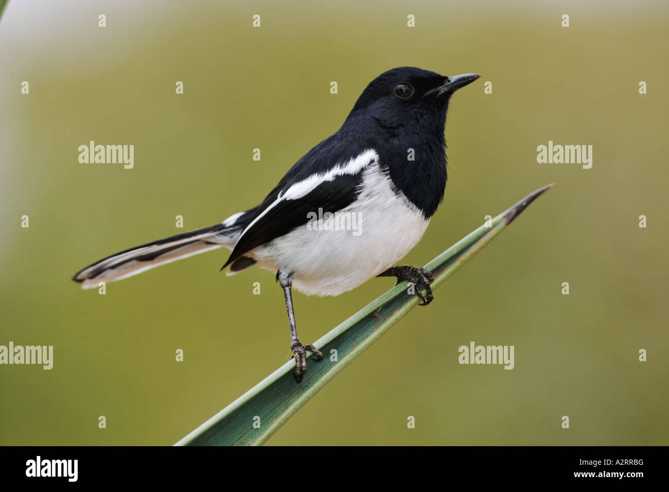 Madagascar robin robin hi-res stock photography and images - Alamy