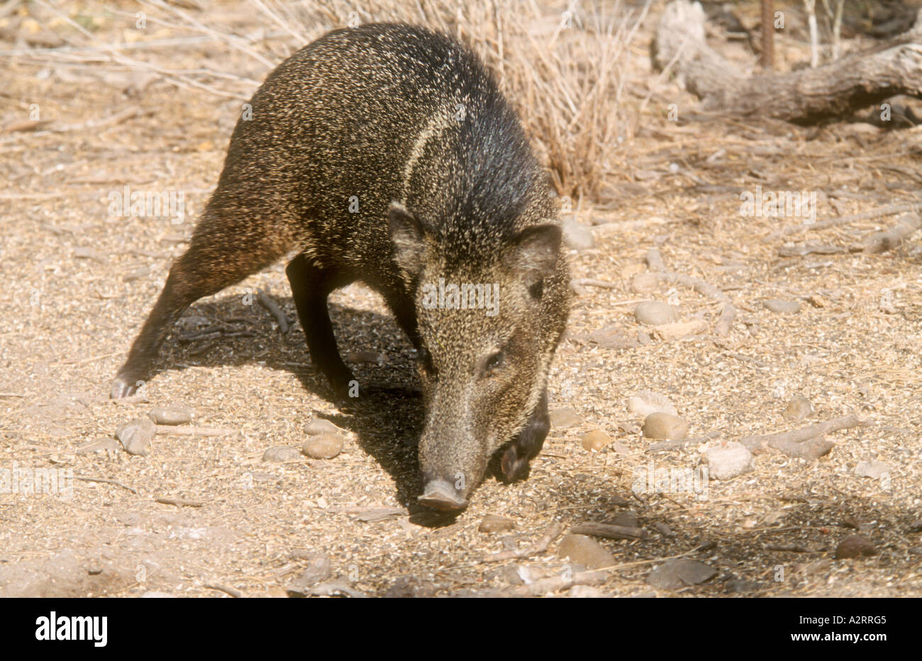 Javelina rio grande hi-res stock photography and images - Alamy