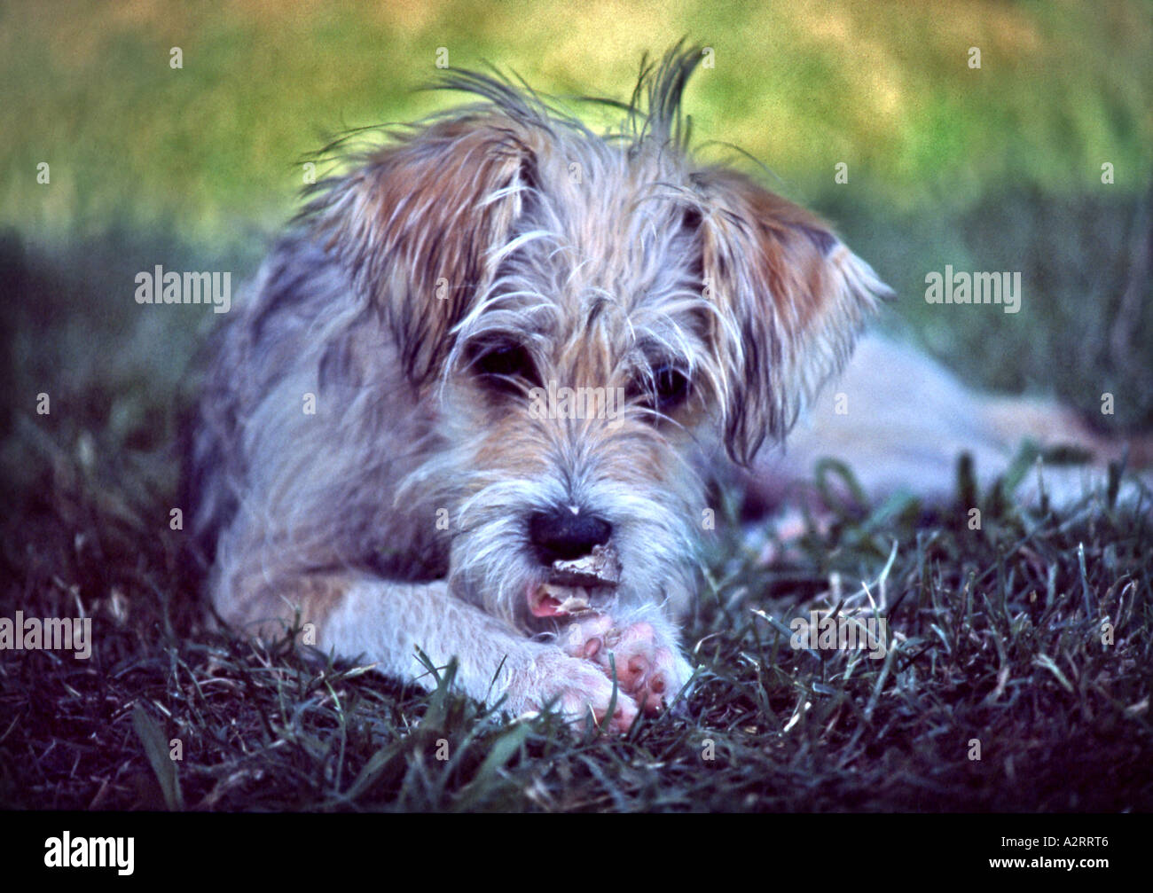 Mongrel puppy hi-res stock photography and images - Alamy