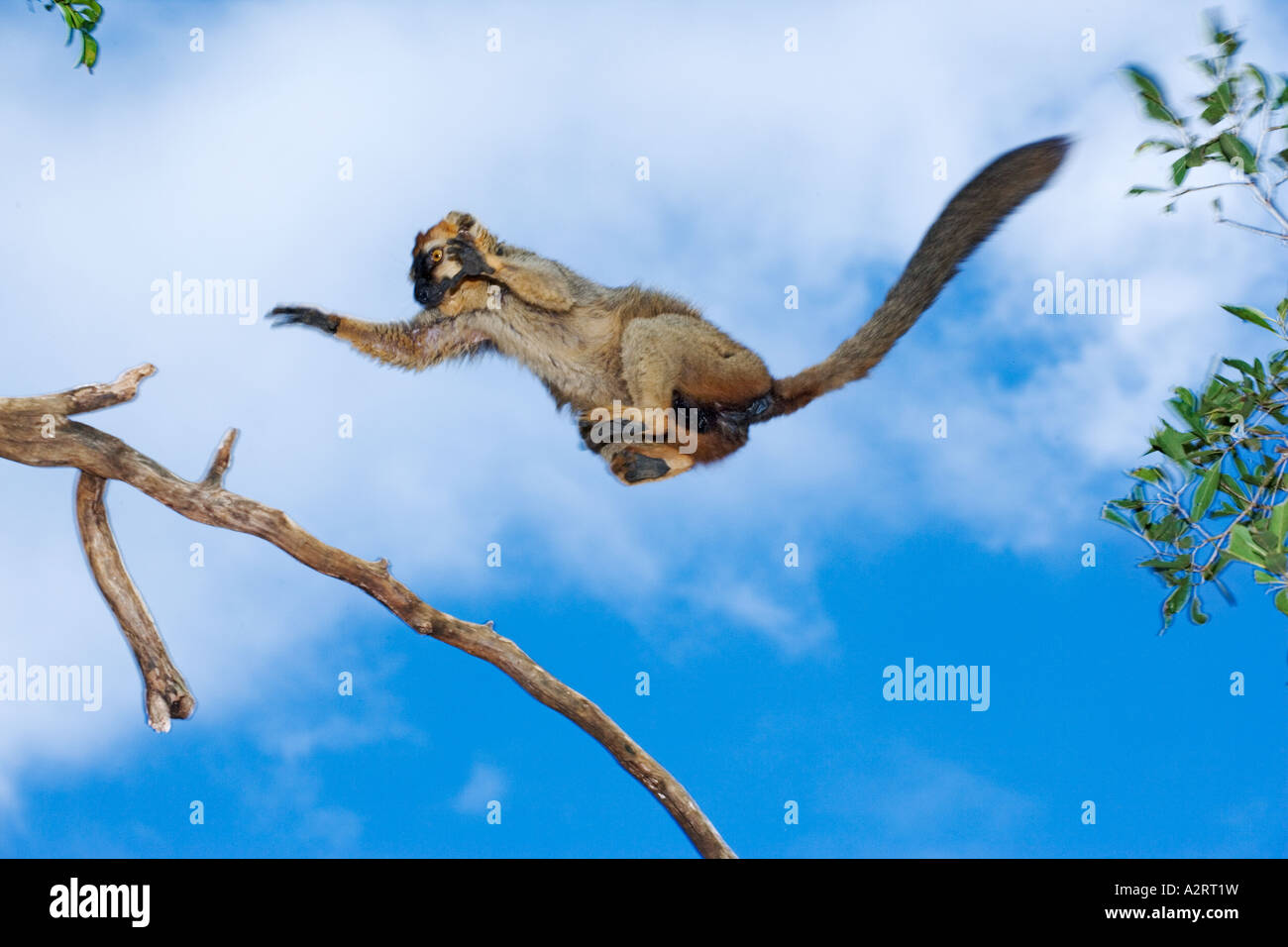 Common Brown Lemur Eulemur fulvus fulvus Madagascar Stock Photo - Alamy