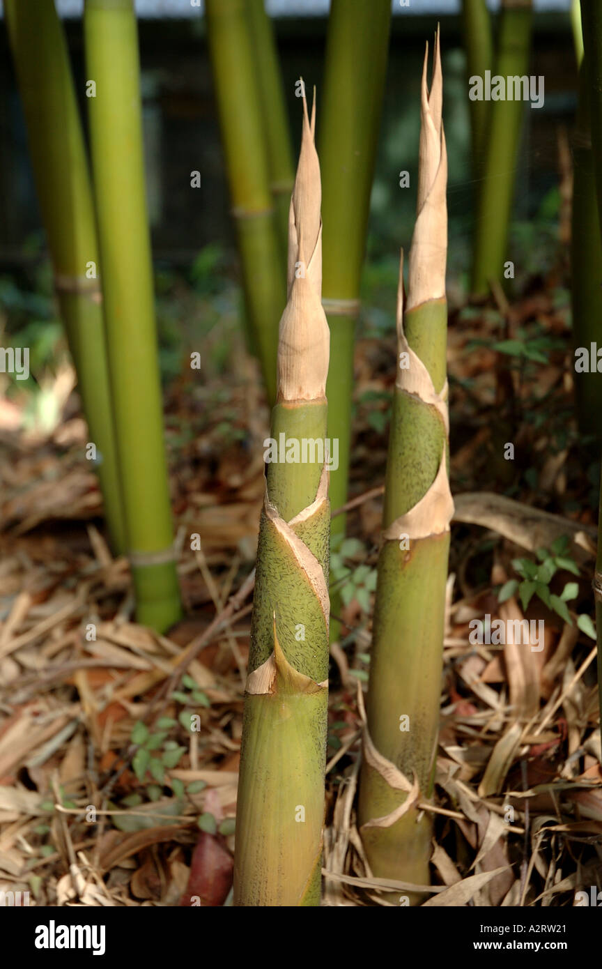 Bambusa Textilis Gracilis slender weaver s bamboo new shoots Stock ...