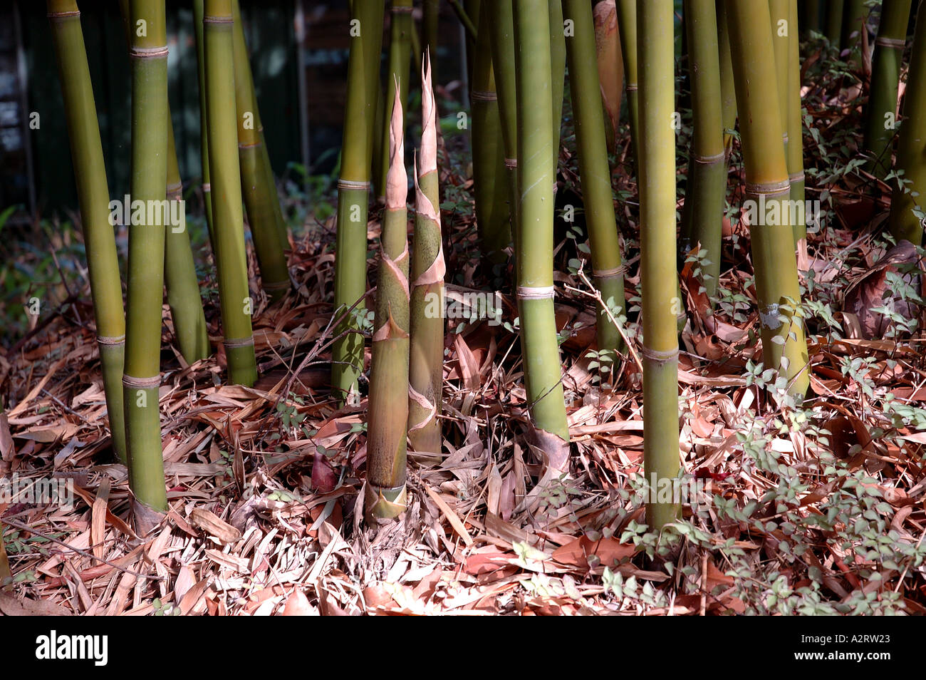 Slender stem hi-res stock photography and images - Alamy