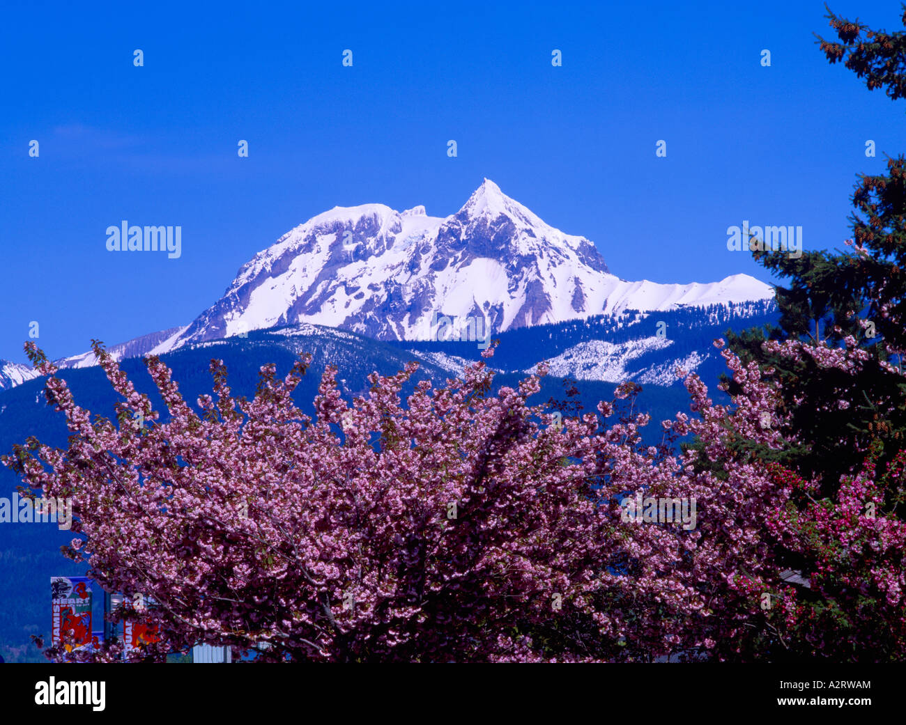 Mount Garibaldi in Garibaldi Provincial Park towers over Squamish ...