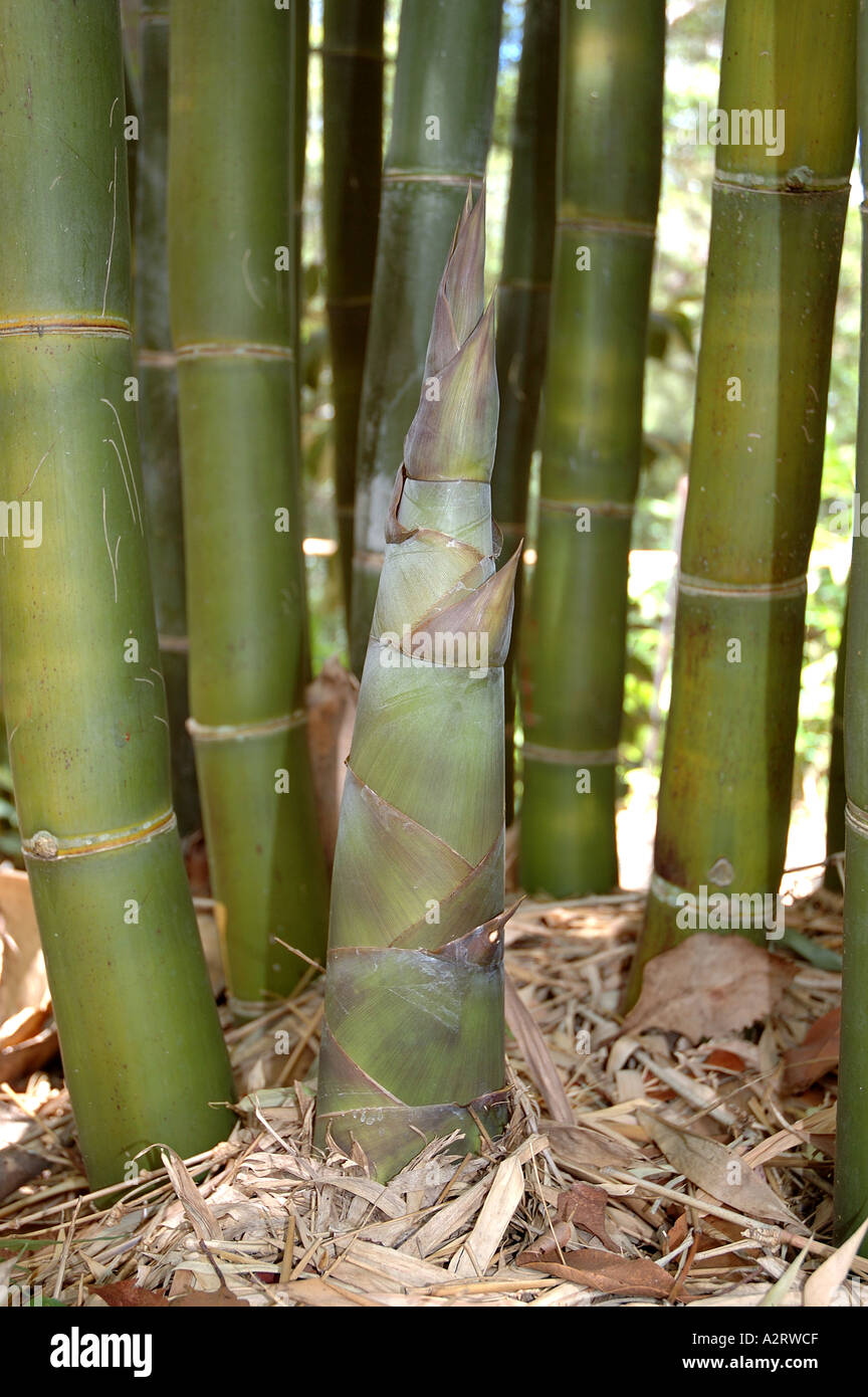 Giant timber bamboo hi-res stock photography and images - Alamy