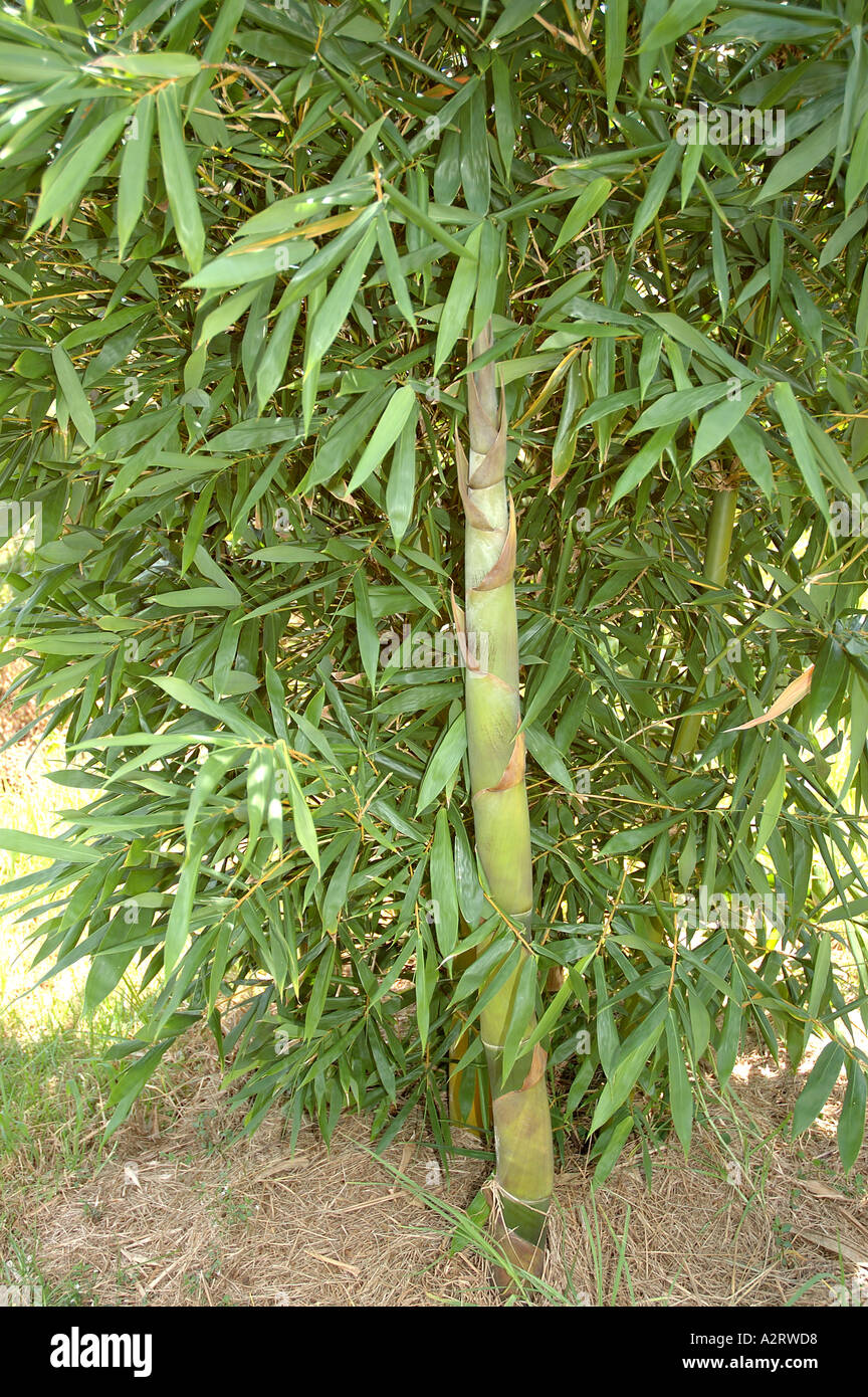 Bambusa oldhamii Oldham s bamboo Lu zhu Giant timber bamboo Ryoku chiku ...