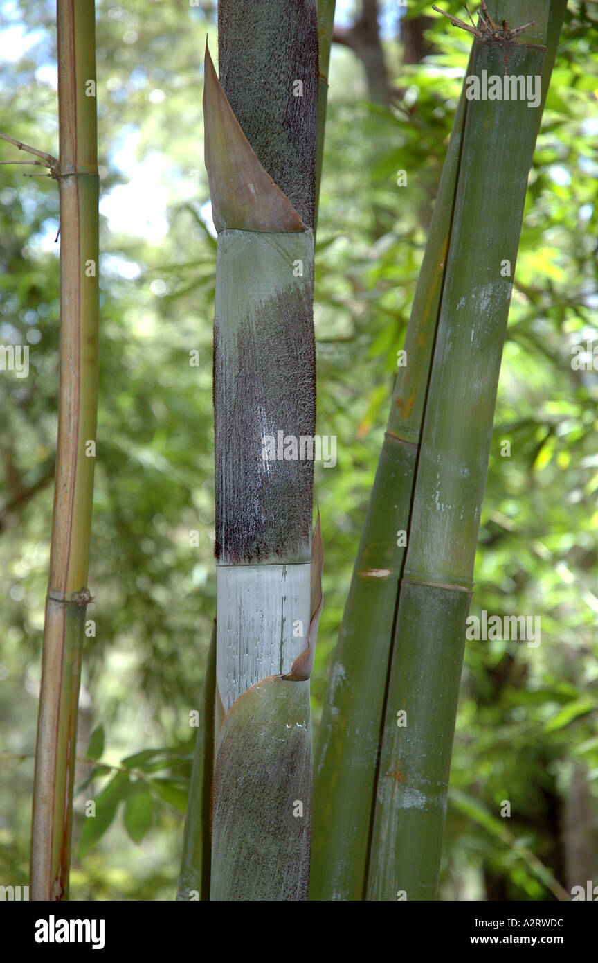 Bambusa oldhamii Oldham s bamboo Lu zhu Giant timber bamboo Ryoku chiku ...
