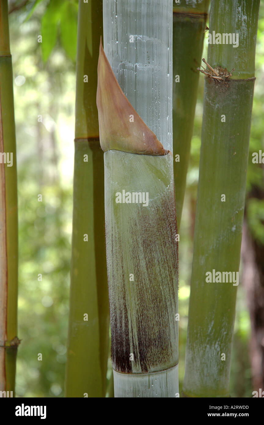 Bambusa oldhamii Oldham s bamboo Lu zhu Giant timber bamboo Ryoku chiku ...