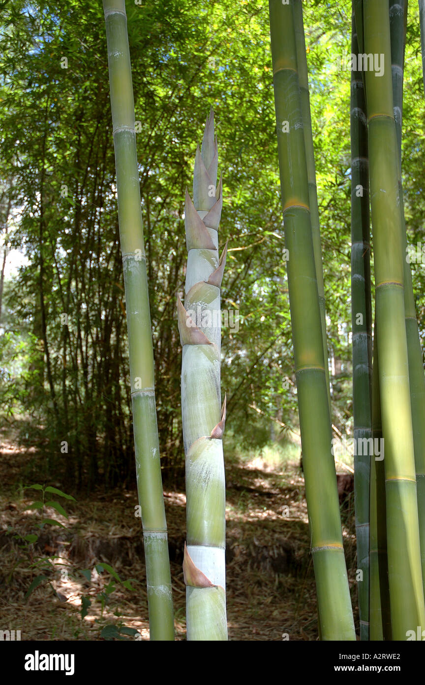 Bambusa oldhamii Oldham s bamboo Lu zhu Giant timber bamboo Ryoku chiku ...