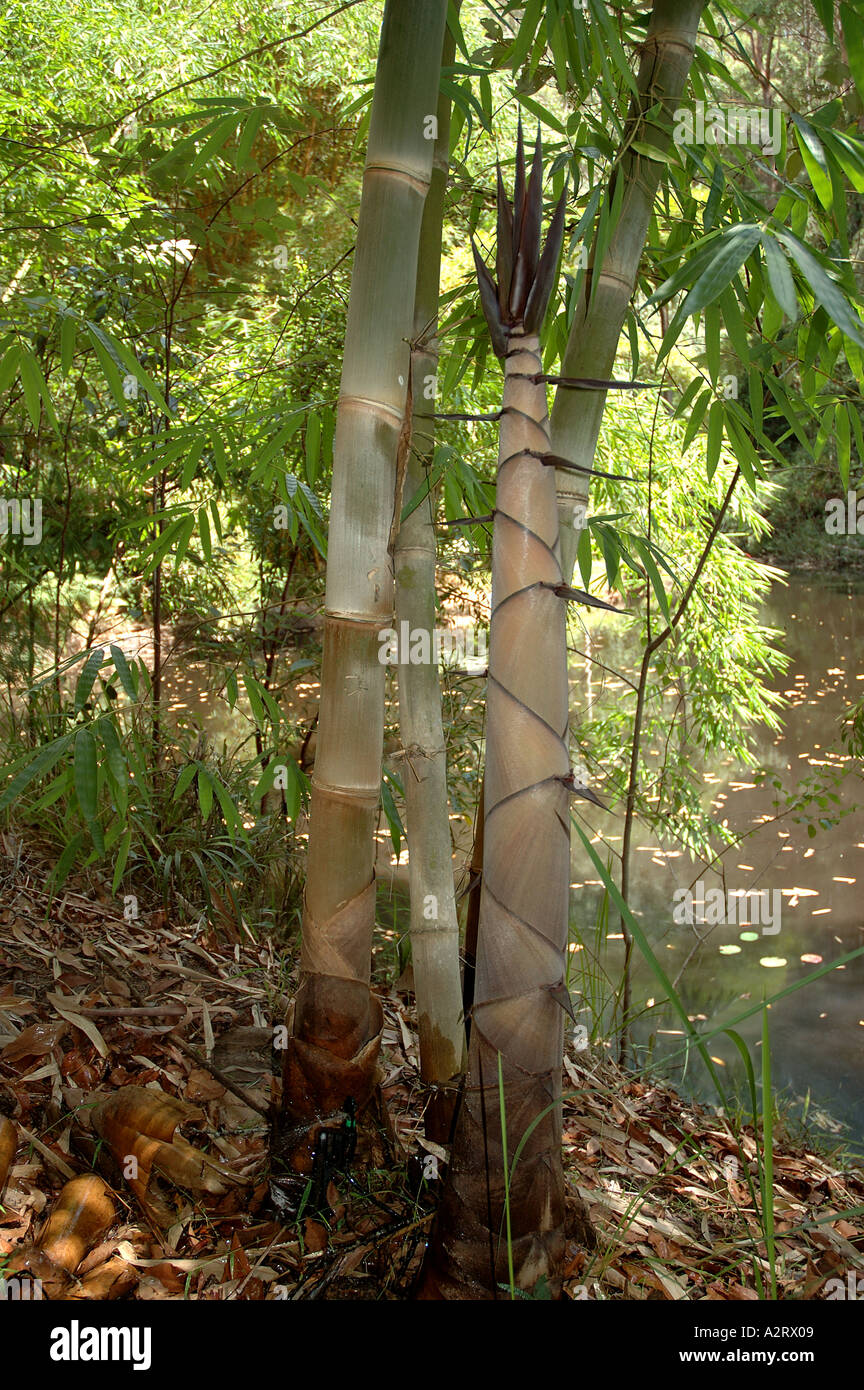 Asper grass hi-res stock photography and images - Alamy