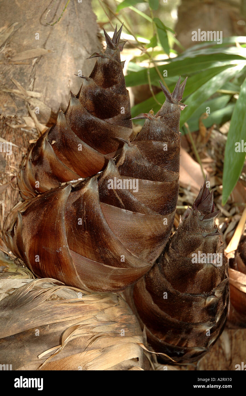 Rebong hi-res stock photography and images - Alamy