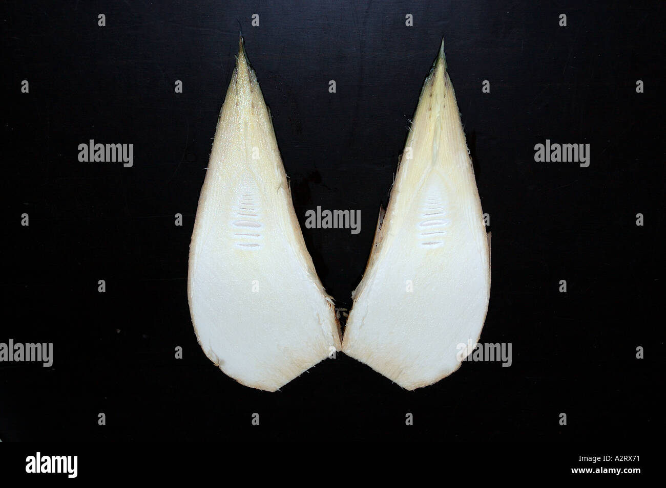 Dendrocalamus latiflorus young edible shoot sweet Wa bo Wani Ma zhu ...