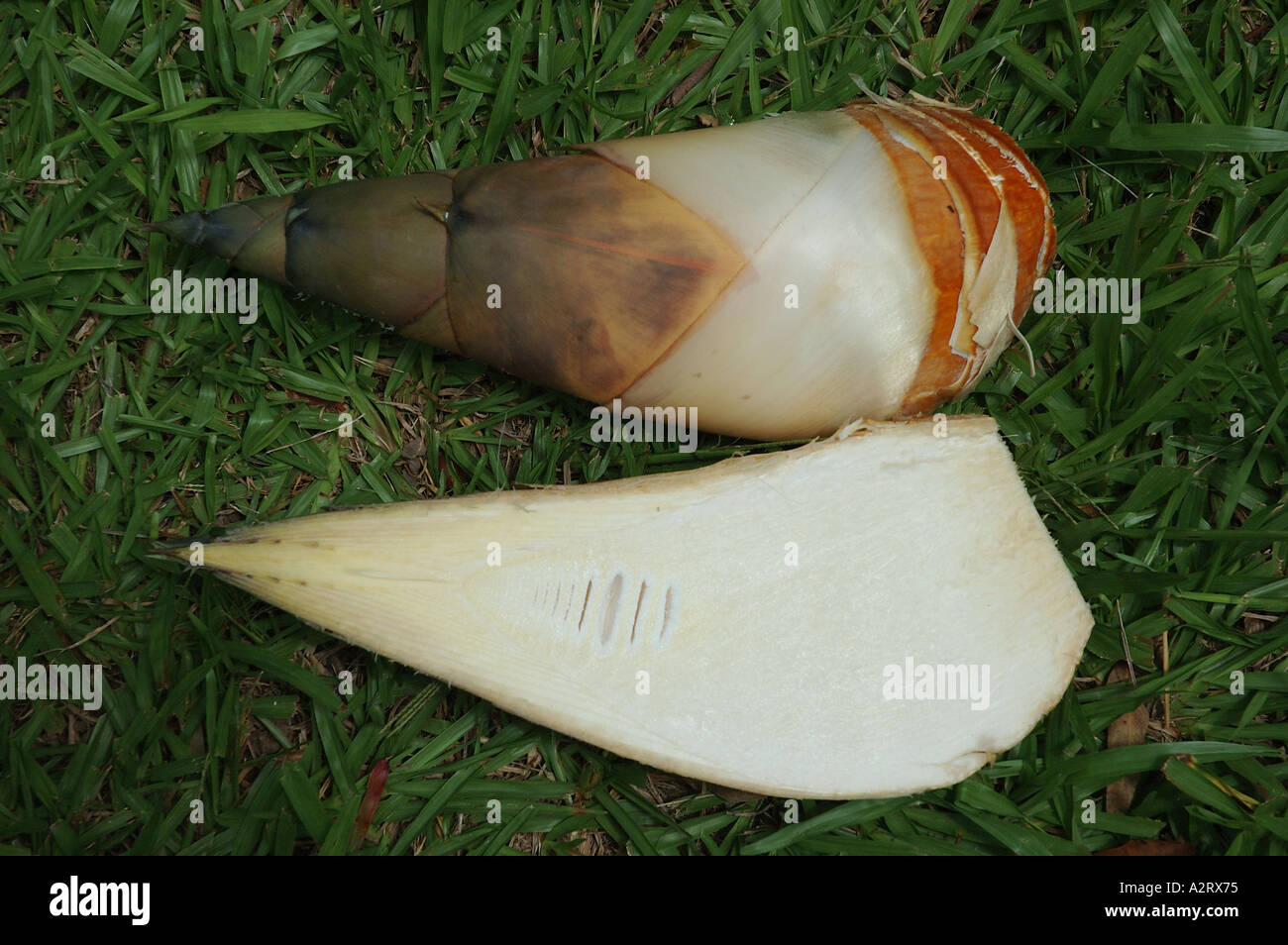 Dendrocalamus latiflorus young edible shoot hi-res stock photography ...