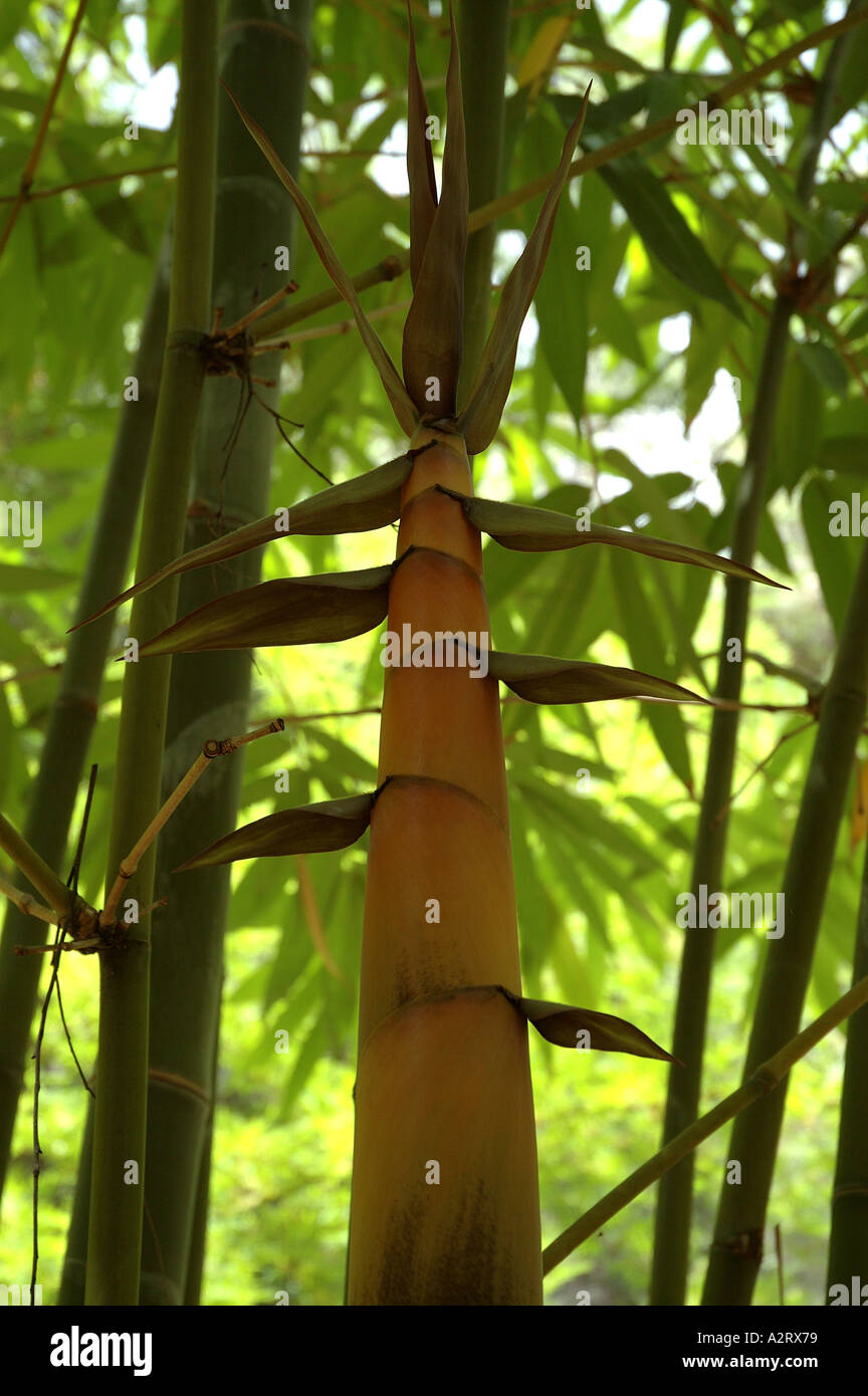 Dendrocalamus latiflorus young edible shoot sweet Wa bo Wani Ma zhu ...