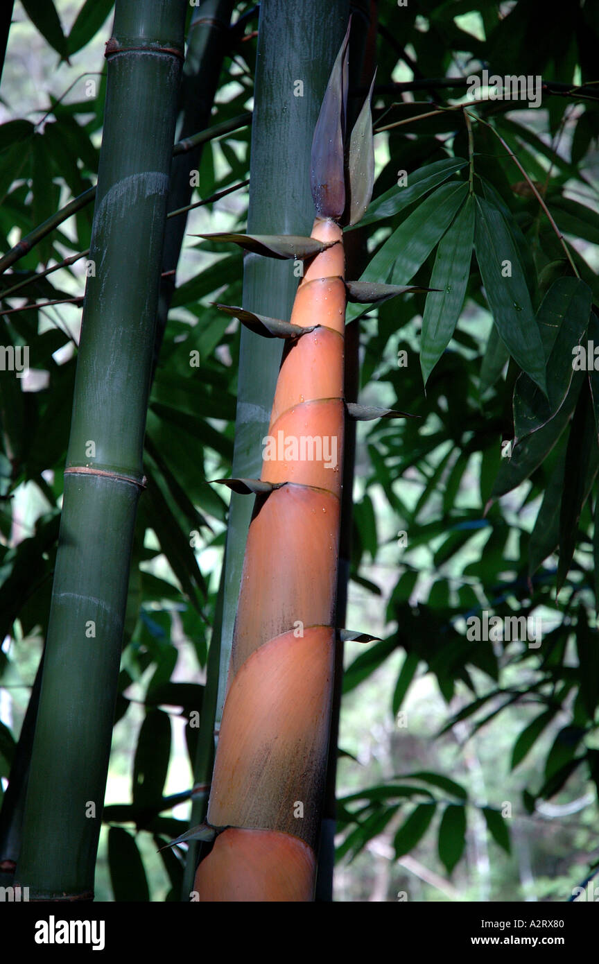 Dendrocalamus latiflorus young edible shoot sweet Wa bo Wani Ma zhu ...