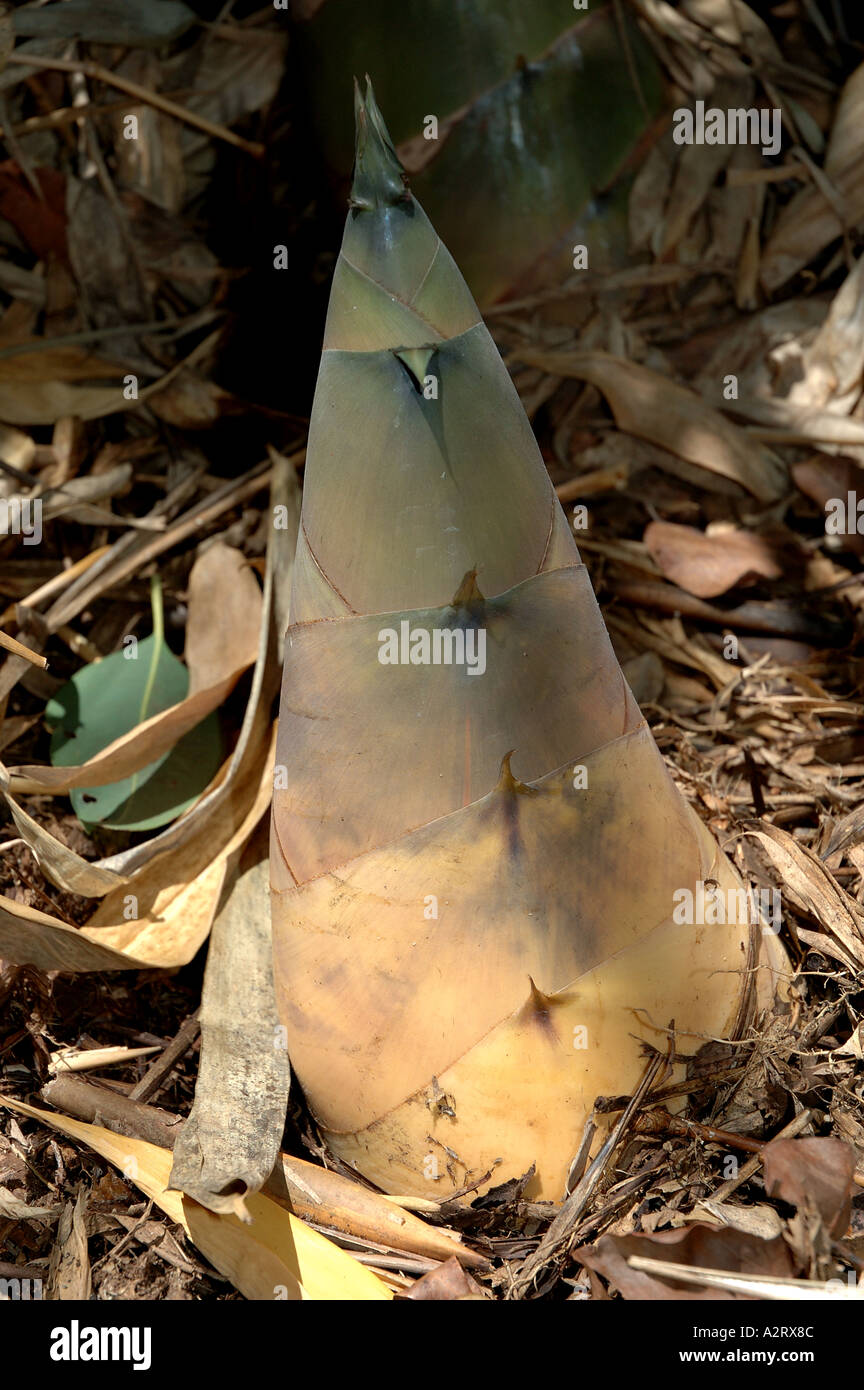 Dendrocalamus latiflorus young edible shoot sweet Wa bo Wani Ma zhu ...