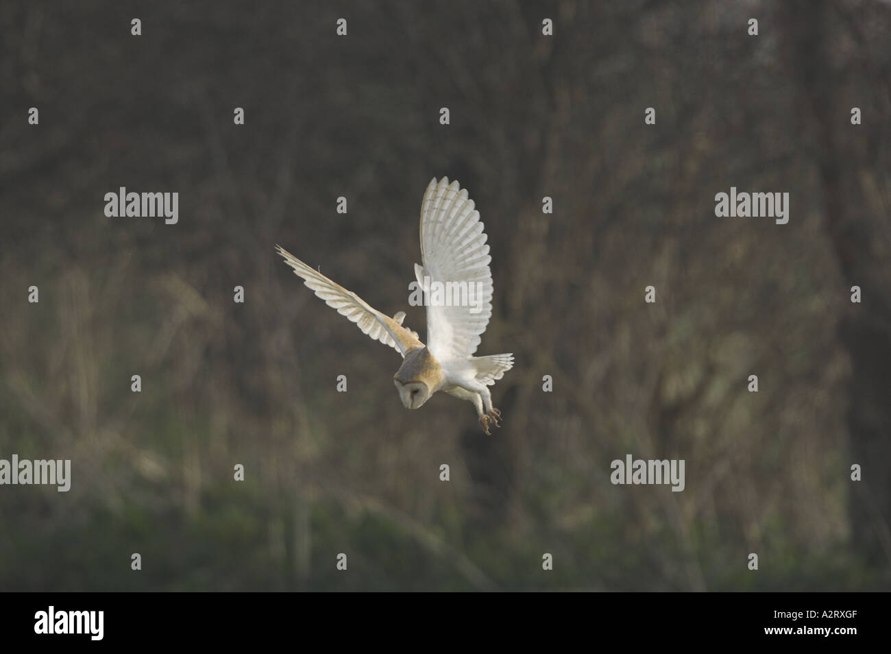 Barn Owl tyto alba in flight over rough grassland set a side Norfolk UK ...